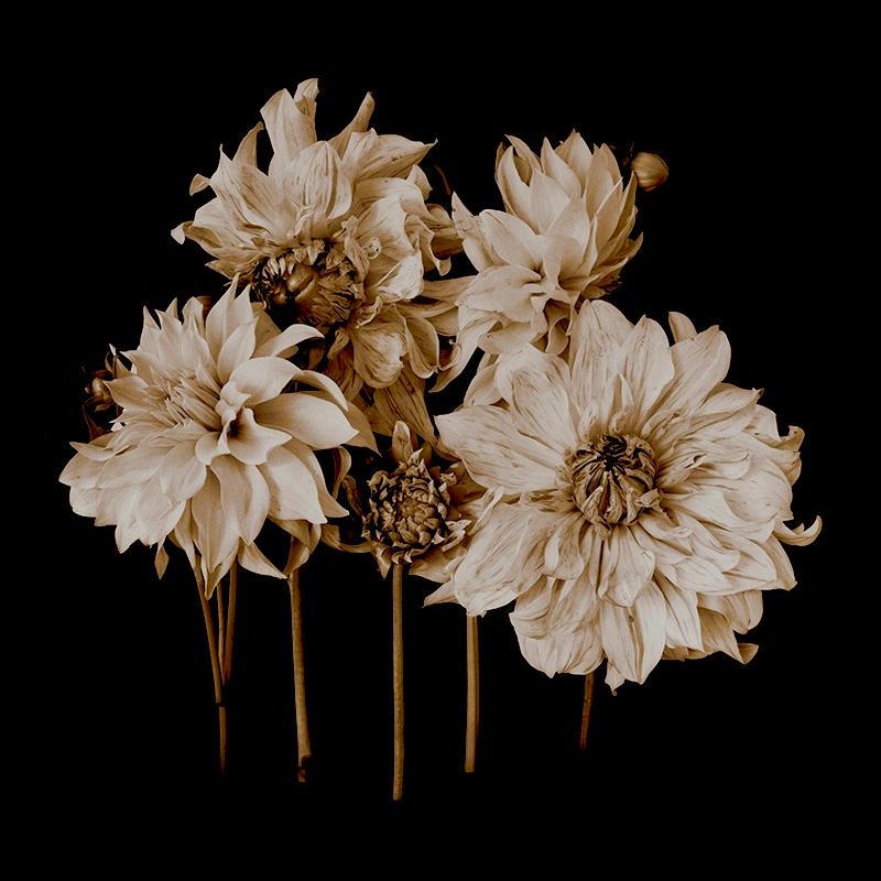 Reenie Barrow - Proscaenium, Reenie Barrow, contemporary photography ...