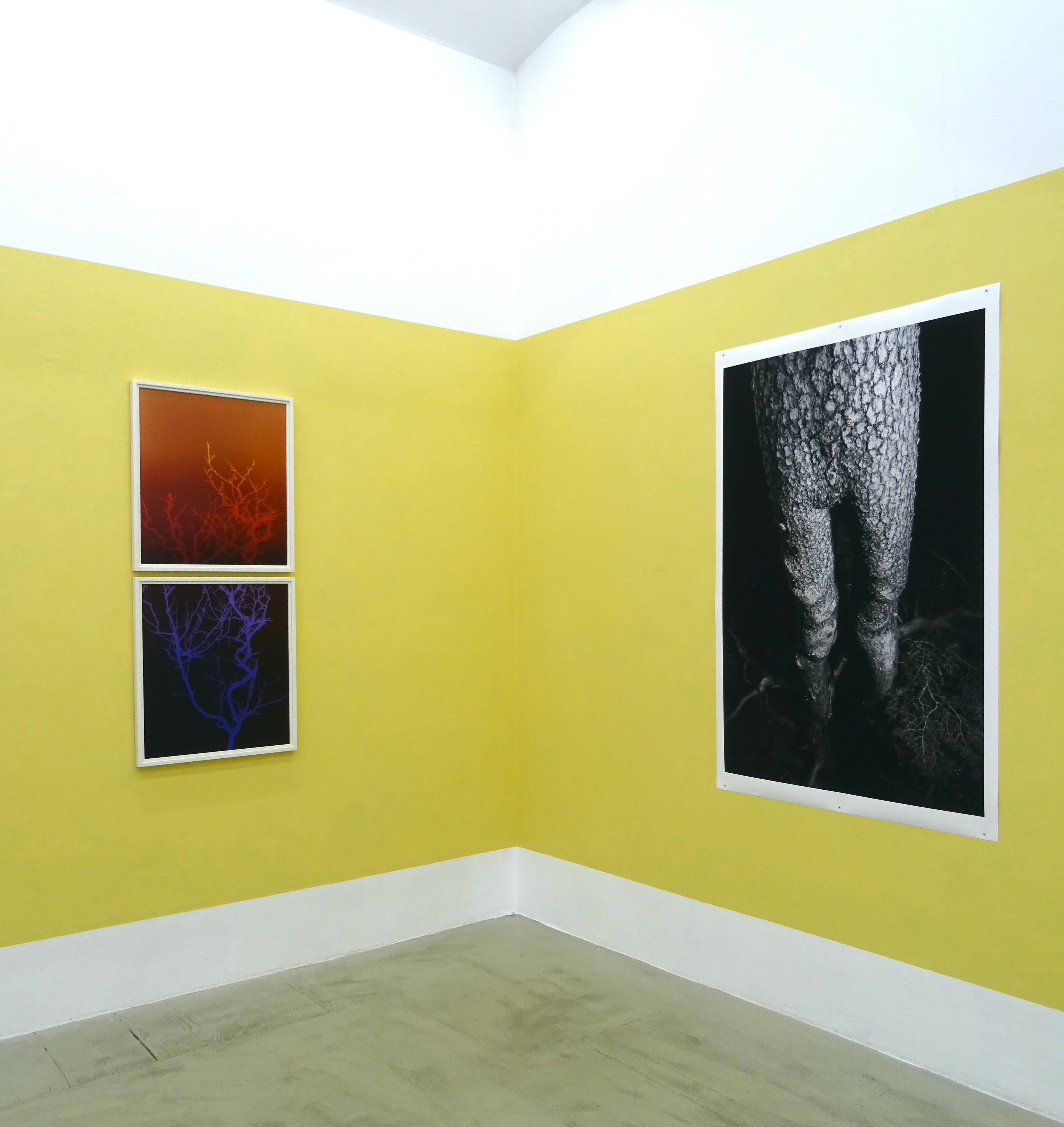 Regina Hügli - Trees (Legs) - Black and White Uncanny Nature ...