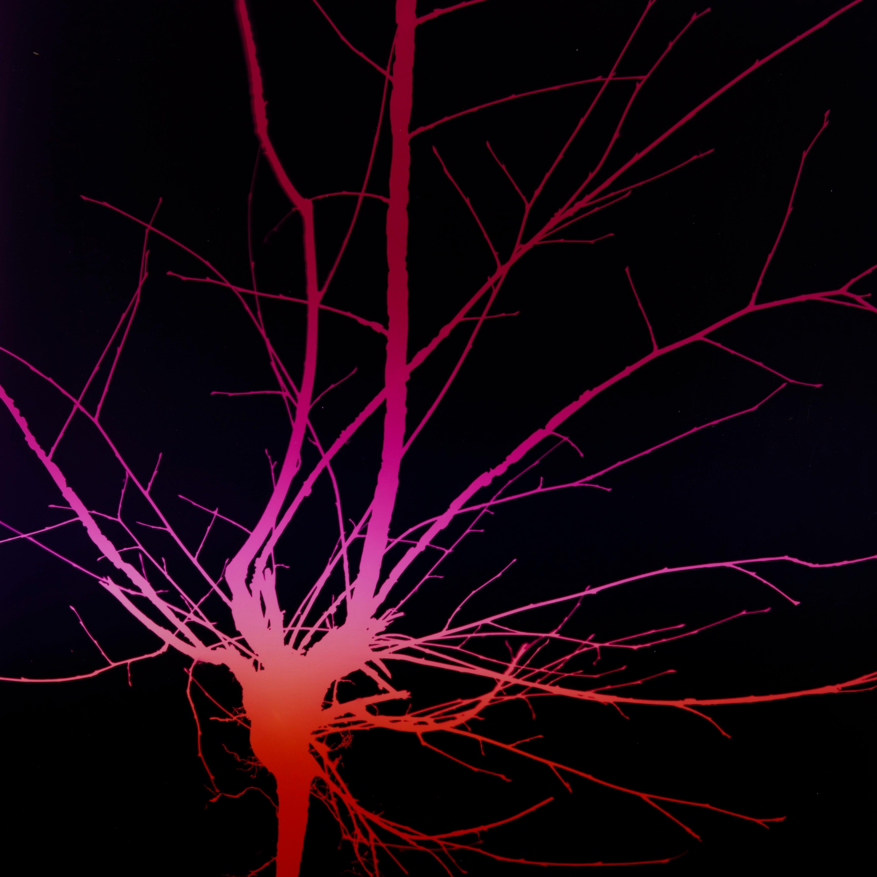 Photogram Photography - 188 For Sale at 1stDibs