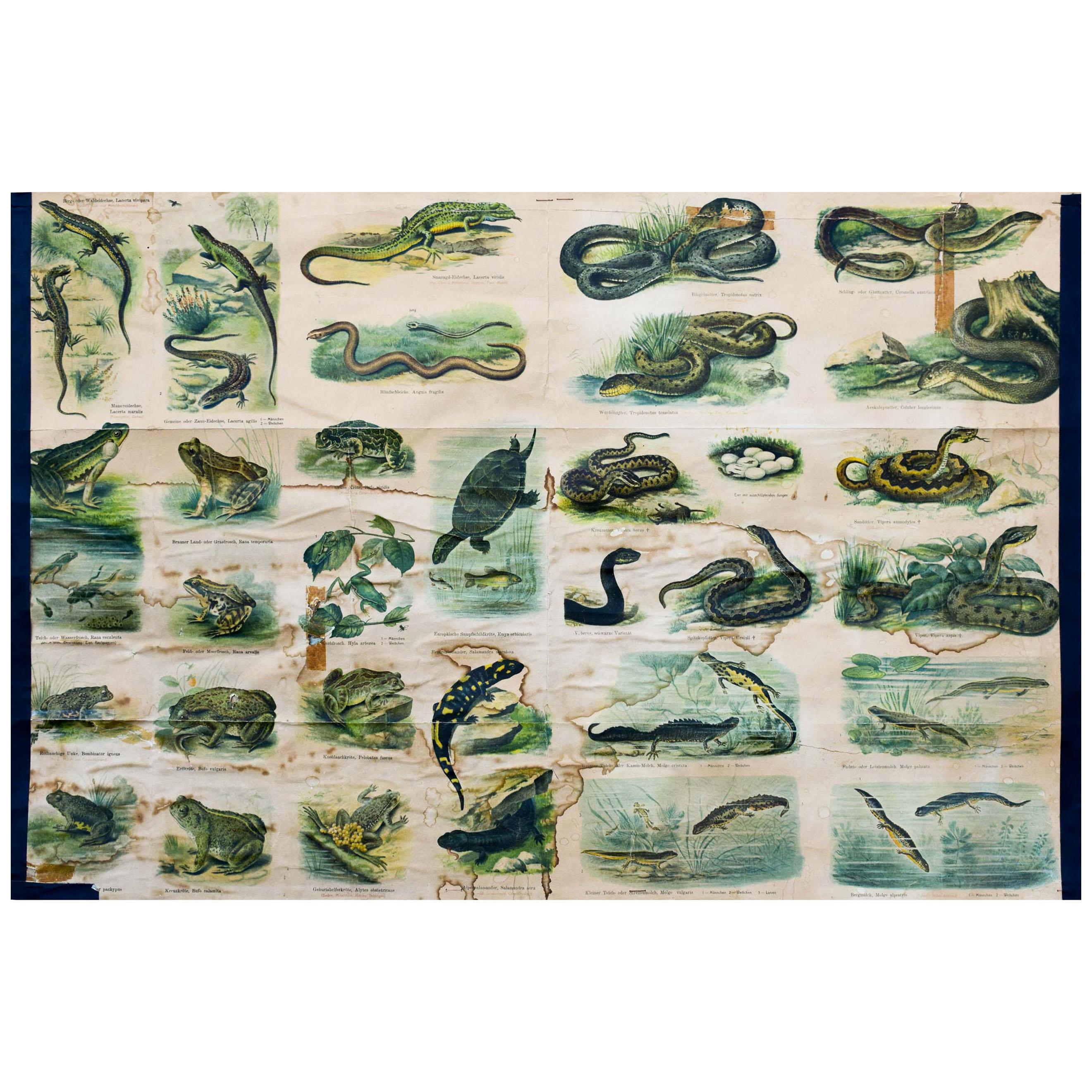 Scientific Chart Of Snake - For Sale on 1stDibs | serpent spring chart ...