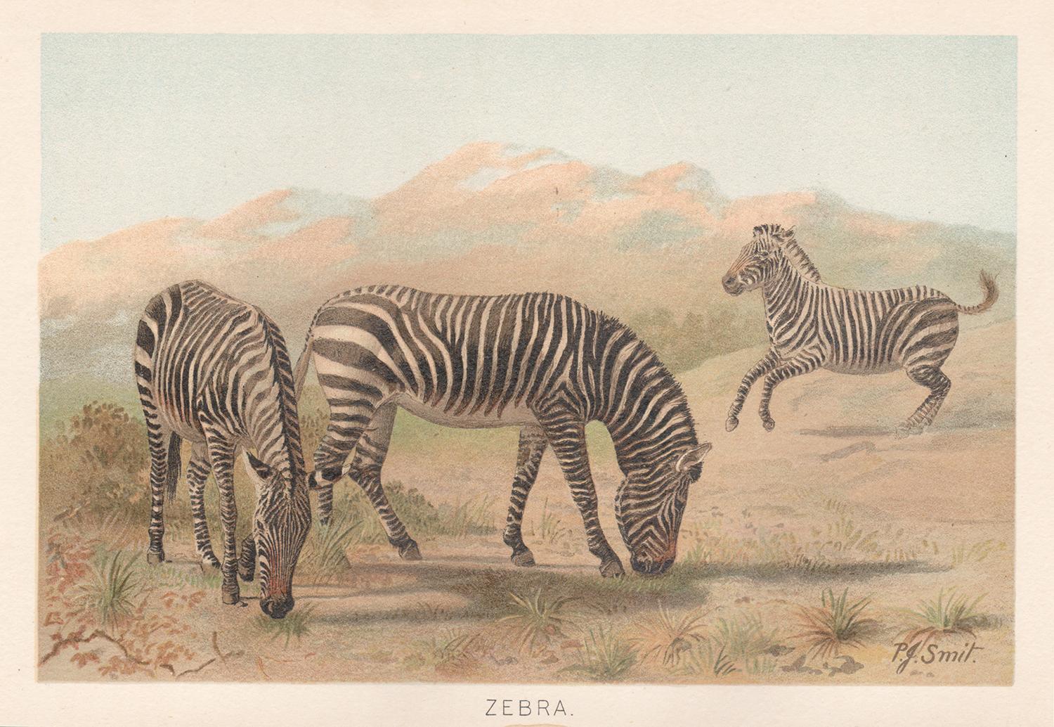 Zebra, Antique Natural History Chromolithograph, circa 1895 at 1stDibs