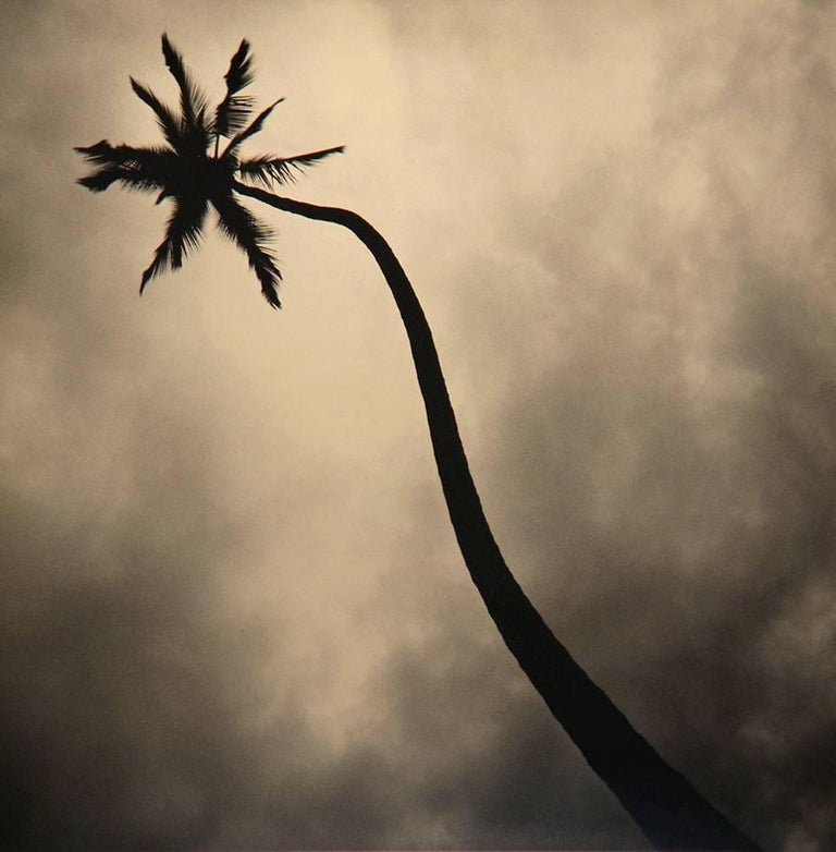 Rick Chapman - Palm, Hawaii For Sale at 1stDibs