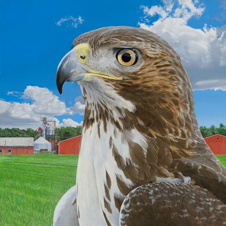 Rick Pas - Nelson's Redtail - Photorealistic Portrait of a Hawk, Farm ...