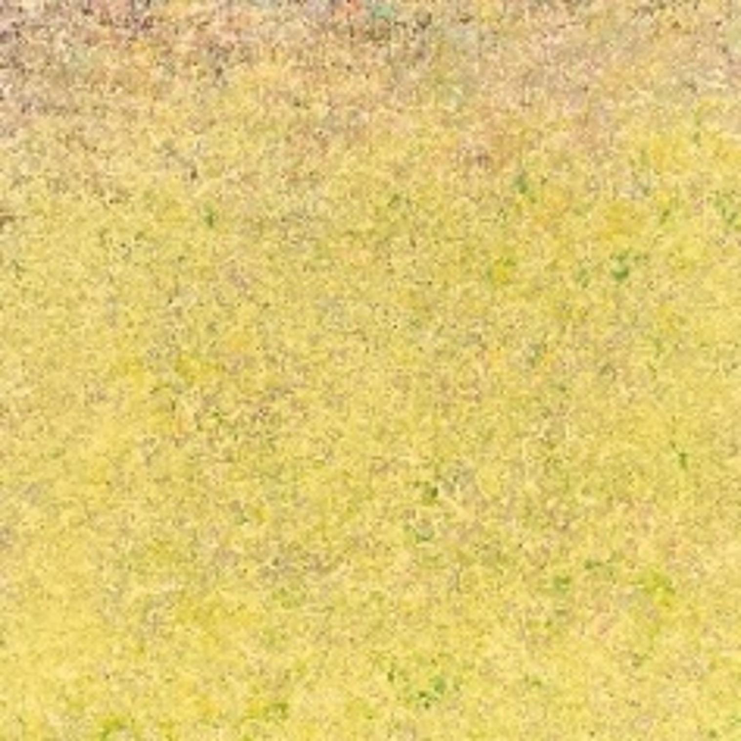 Rimm Chae - Arirang Cantabile For Sale at 1stDibs