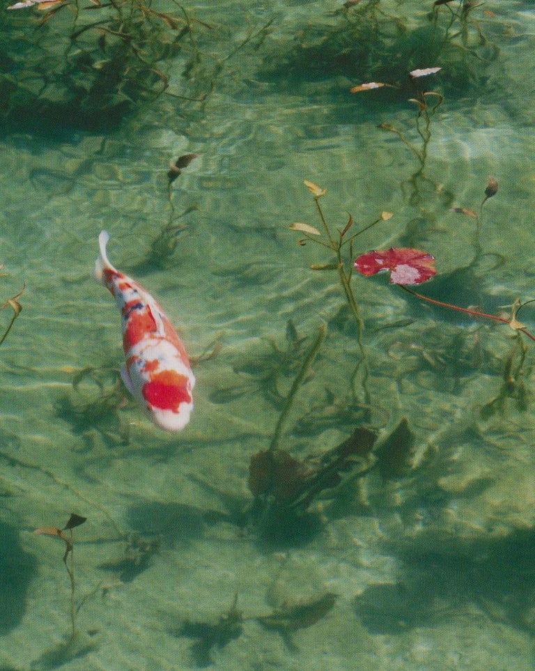 Risaku Suzuki - Water Mirror 17, WM-707 – Risaku Suzuki, Nature, Koi ...