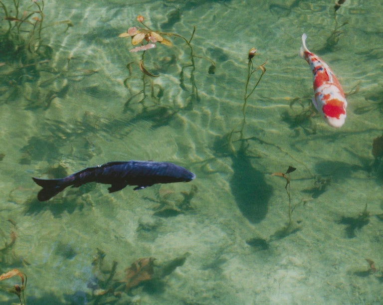 Risaku Suzuki - Water Mirror 17, WM-707 – Risaku Suzuki, Nature, Koi ...