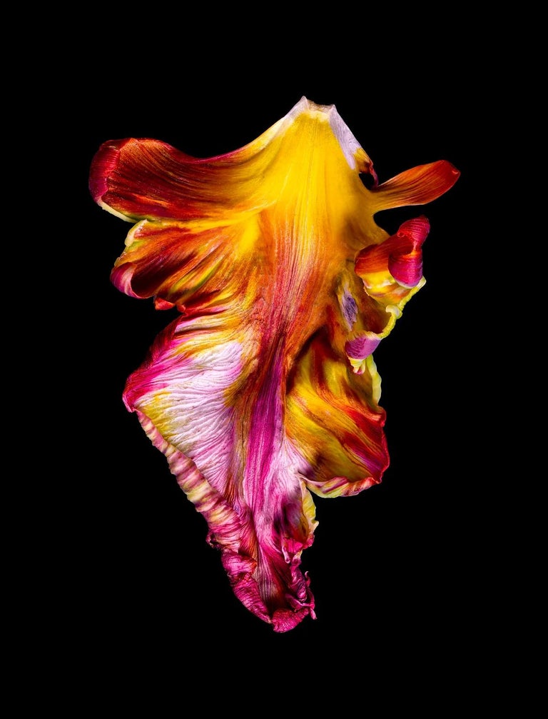 Rob Munday - Entropy's Dance - Octava For Sale at 1stDibs