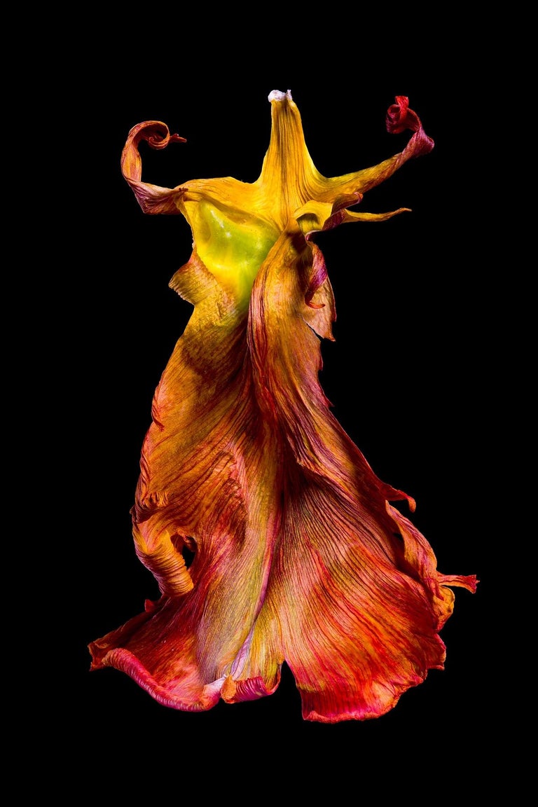 Rob Munday - Entropy's Dance - Quinta For Sale at 1stDibs