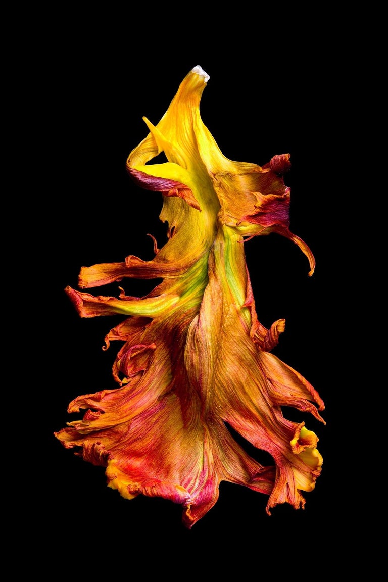 Rob Munday - Entropy's Dance - Segunda For Sale at 1stDibs