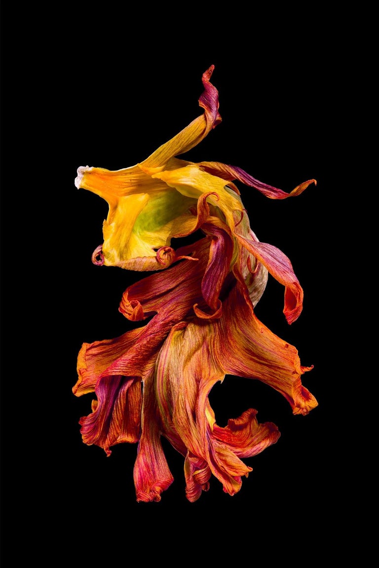 Rob Munday - Entropy's Dance - Séptimo For Sale at 1stDibs
