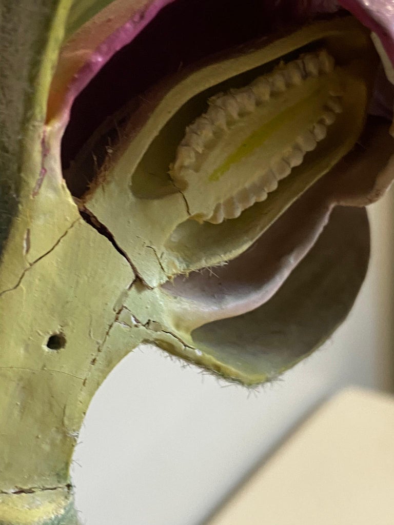 Robert Brendel's Botanical Model "Digitalis", Germany 1900s For Sale at ...