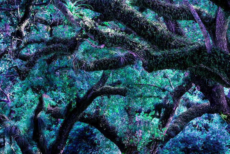Robert Funk - Yummie Trees 2, Primal Earth For Sale at 1stDibs