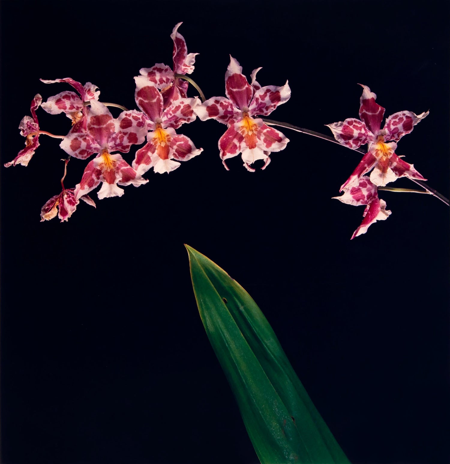 Robert Mapplethorpe Flowers Colour | Best Flower Site