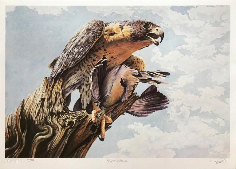 Robert Pow - PEREGRINE FALCON For Sale at 1stDibs