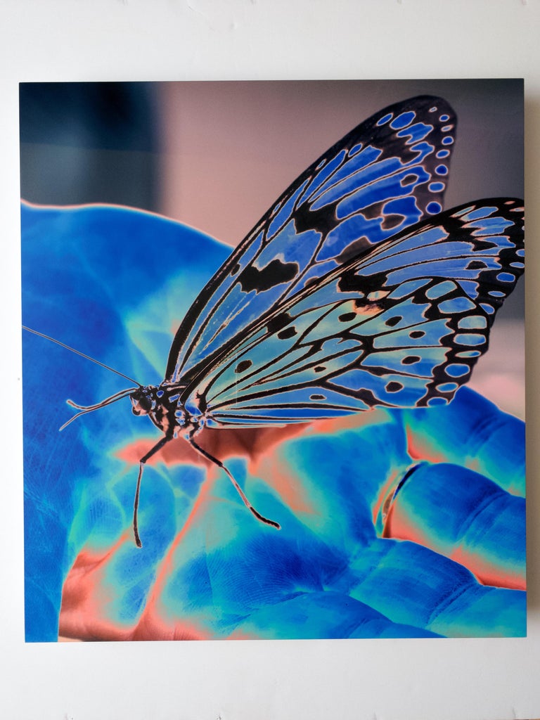 Roberta Fineberg - Butterfly Blue, Contemporary Color Photography For ...