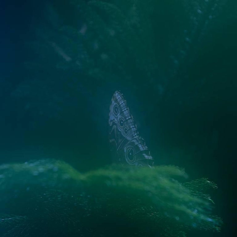 Roberta Fineberg - Dream Span, Butterfly Series, Contemporary Colour ...