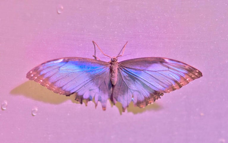 Roberta Fineberg - Hot-tie, Butterfly Series, Contemporary Color ...