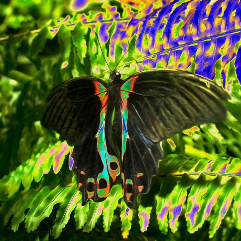 Roberta Fineberg - Star, Butterfly Series, Contemporary Color ...