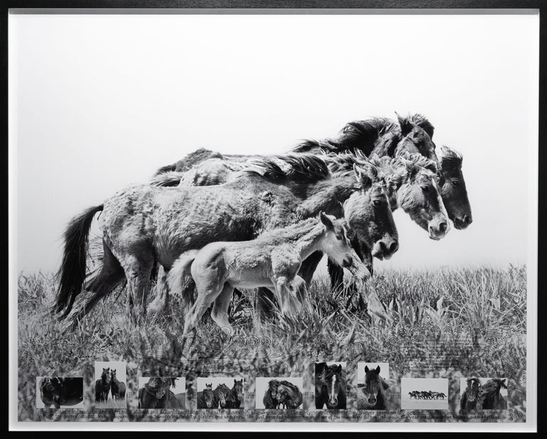 Roberto Dutesco - Generations- The Wild Horses of Sable Island For Sale ...