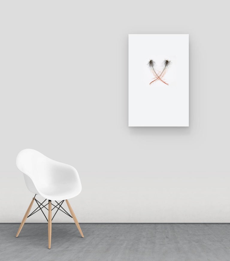 Roger Ricco - Feathers One, Vertical Still Life Photograph of Red and ...