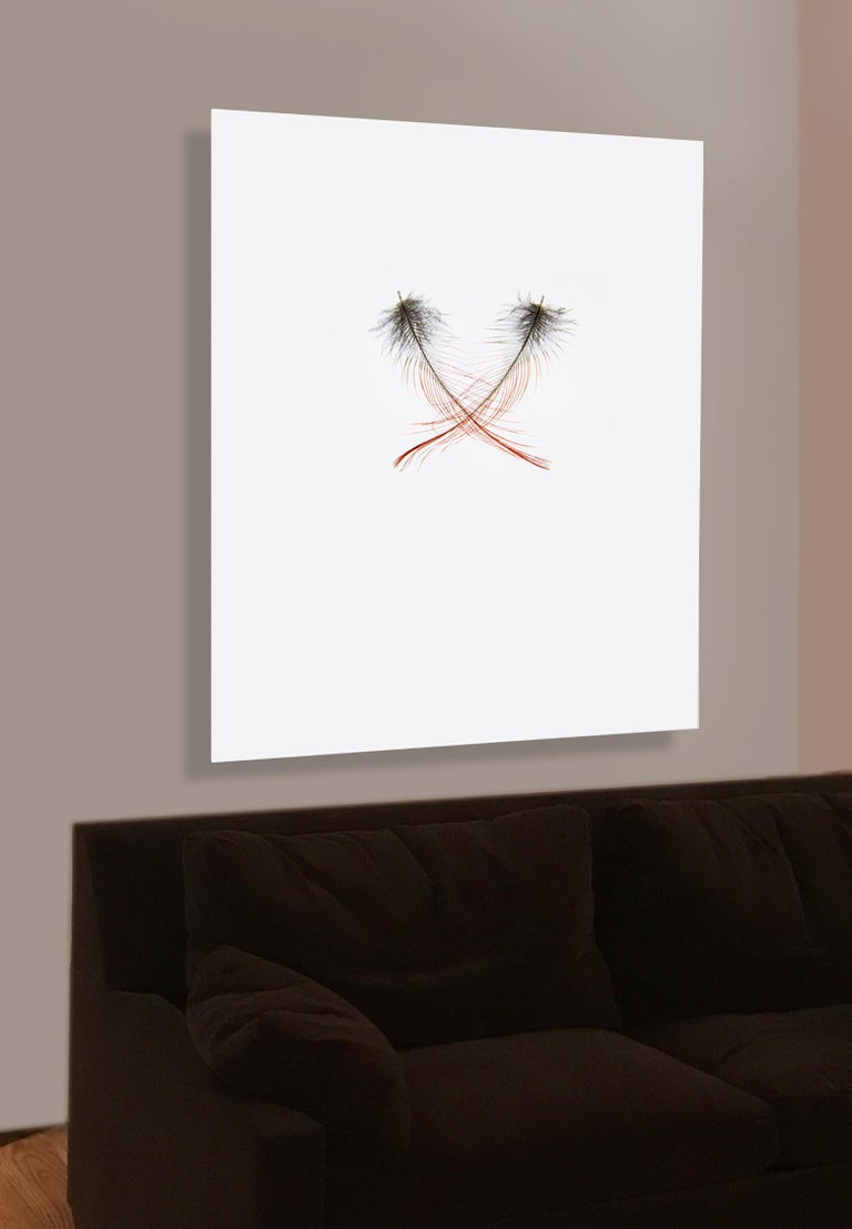 Roger Ricco - Feathers One, Vertical Still Life Photograph of Red and ...