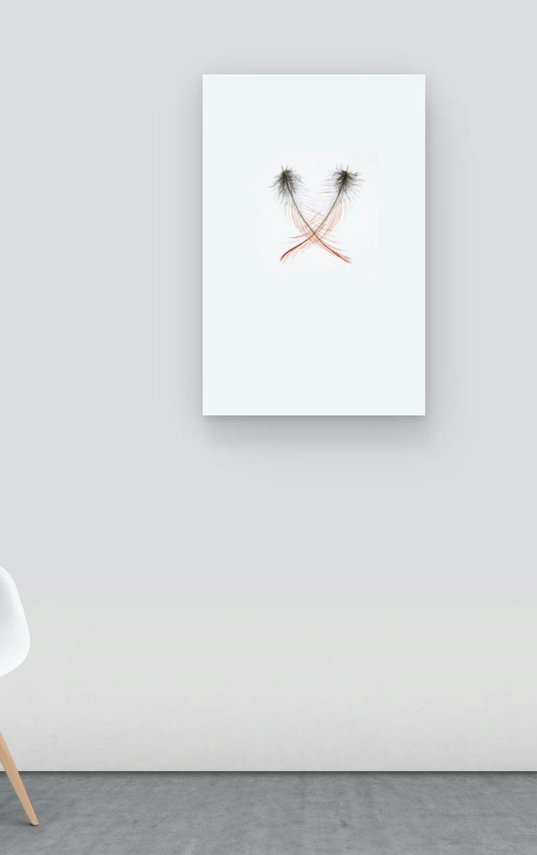 Roger Ricco - Feathers One, Vertical Still Life Photograph of Red and ...