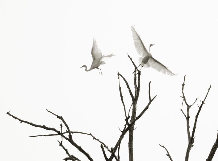 Ron Tarver - Egrets in Flight: black and white photograph, silhouette ...