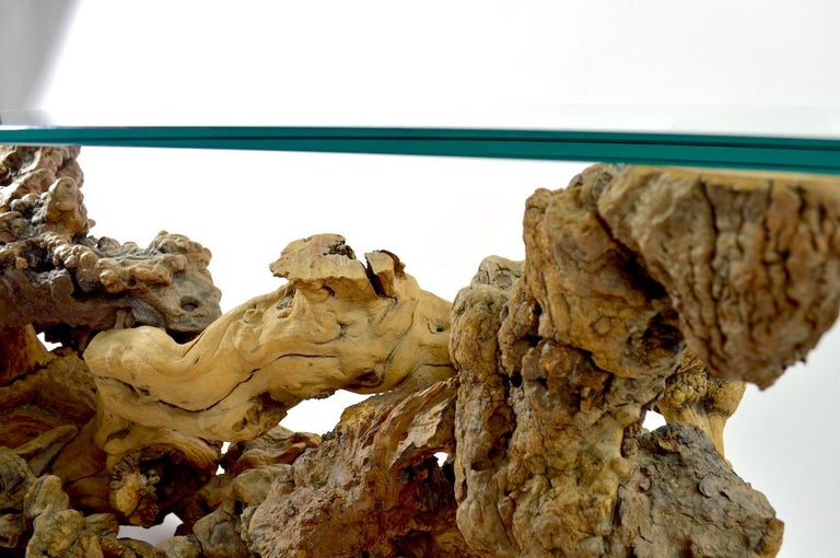 Root Burl Glass Top Console Table For Sale at 1stDibs