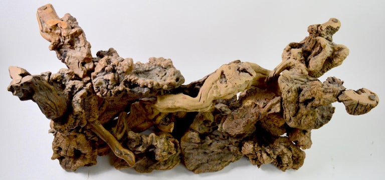 Root Burl Glass Top Console Table For Sale at 1stDibs