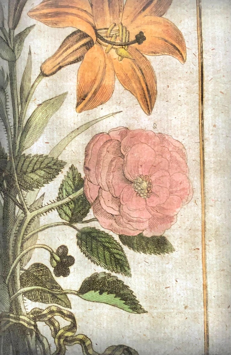Rose, Tulip, Lily, Joh. Sollerer, Hand Colored Engraving For Sale at ...