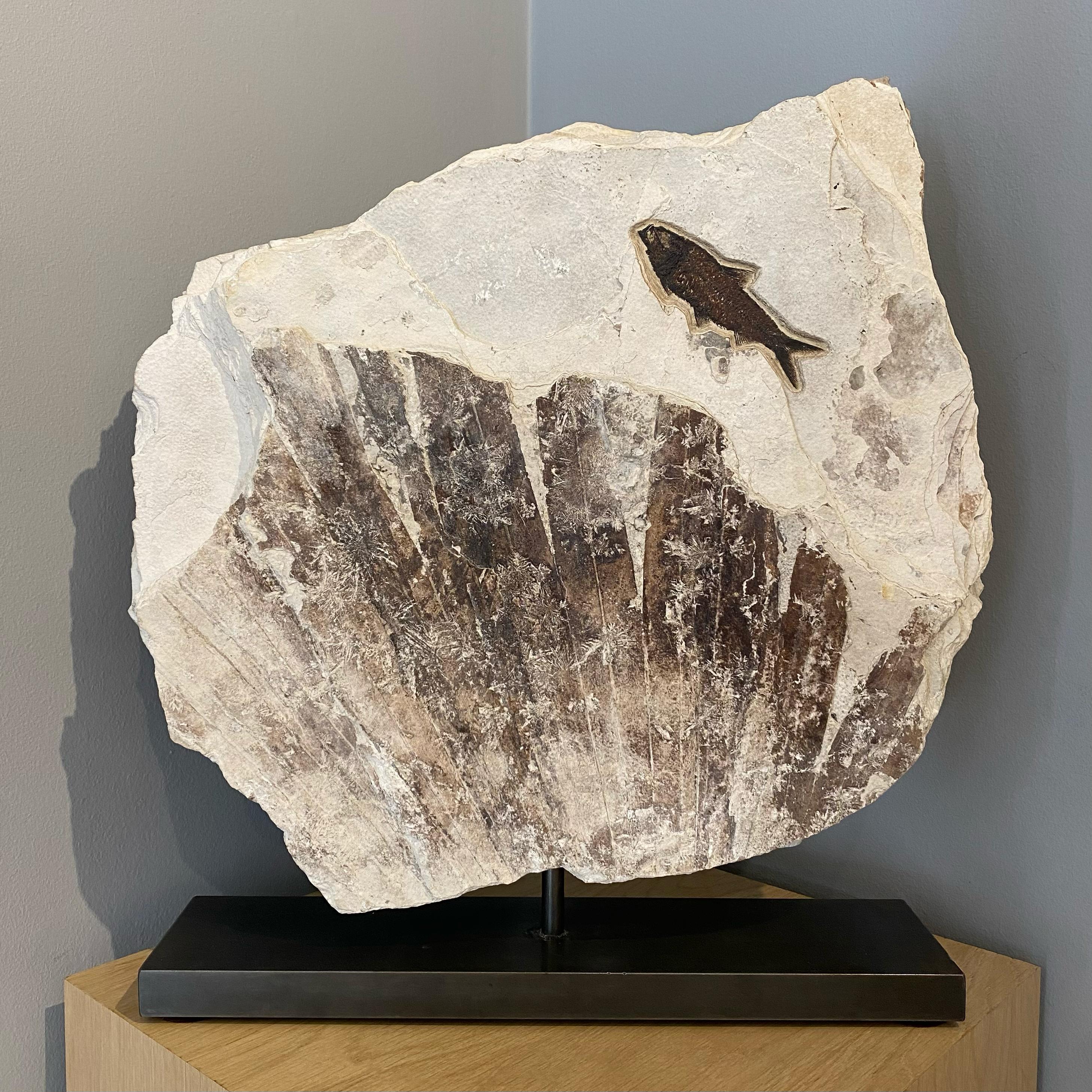 Rotating Fossilised Fish and Palm Plate For Sale at 1stDibs