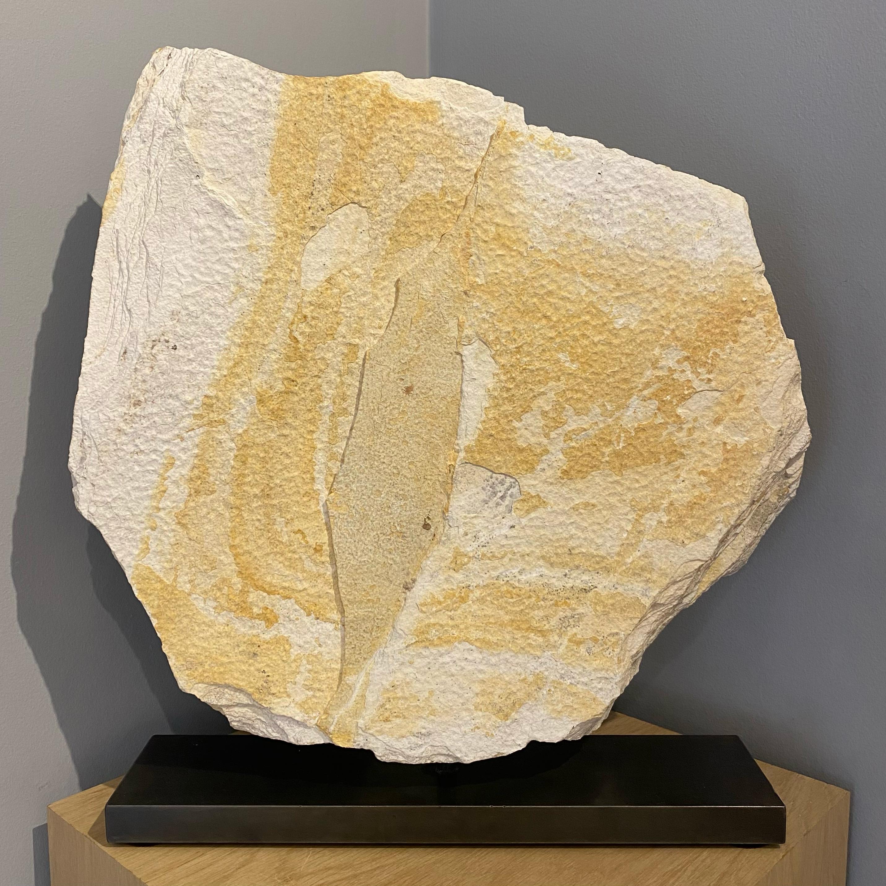 Rotating Fossilised Fish and Palm Plate For Sale at 1stDibs