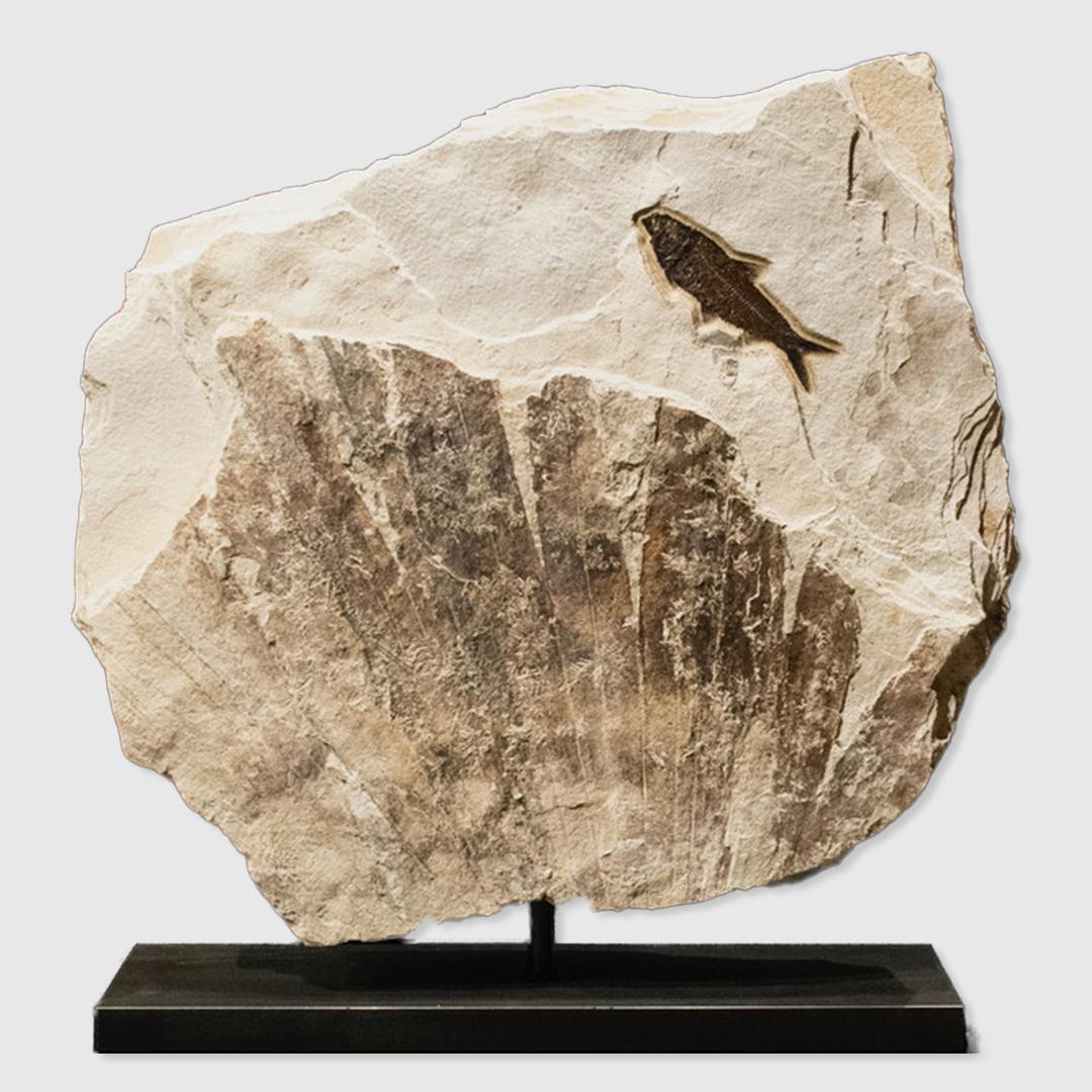Rotating Fossilised Fish and Palm Plate For Sale at 1stDibs