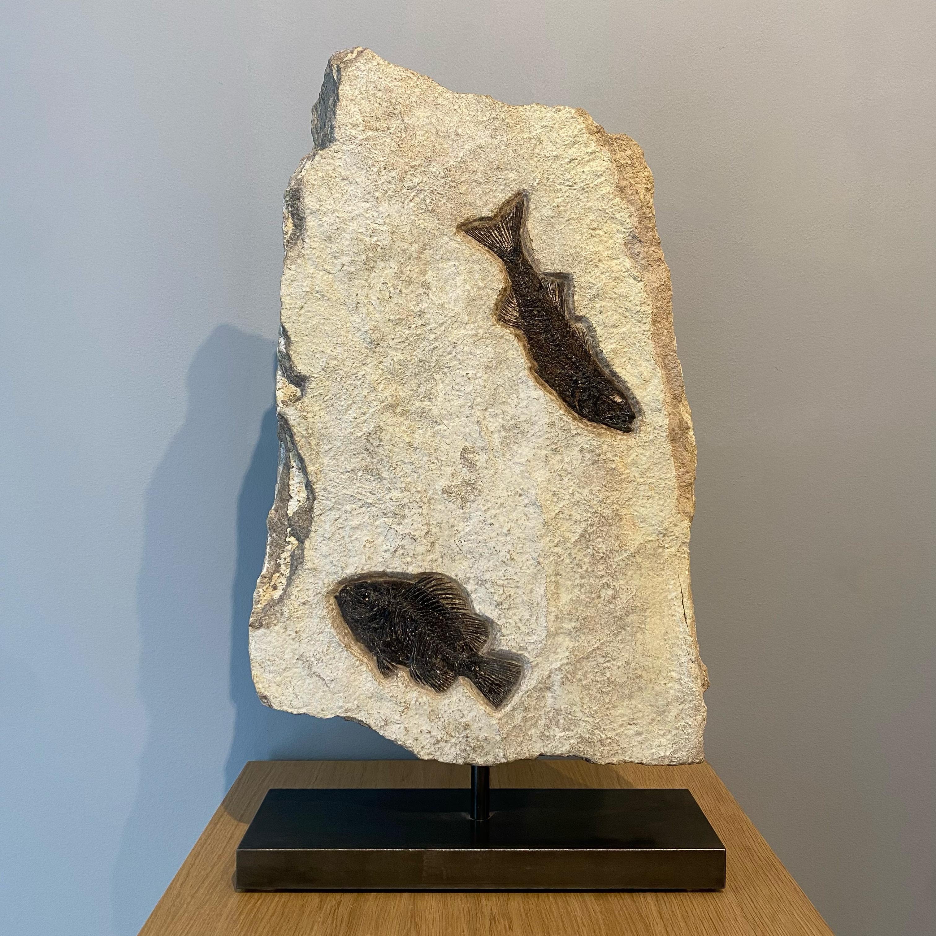 Rotating Fossilised Fish Plate For Sale at 1stDibs