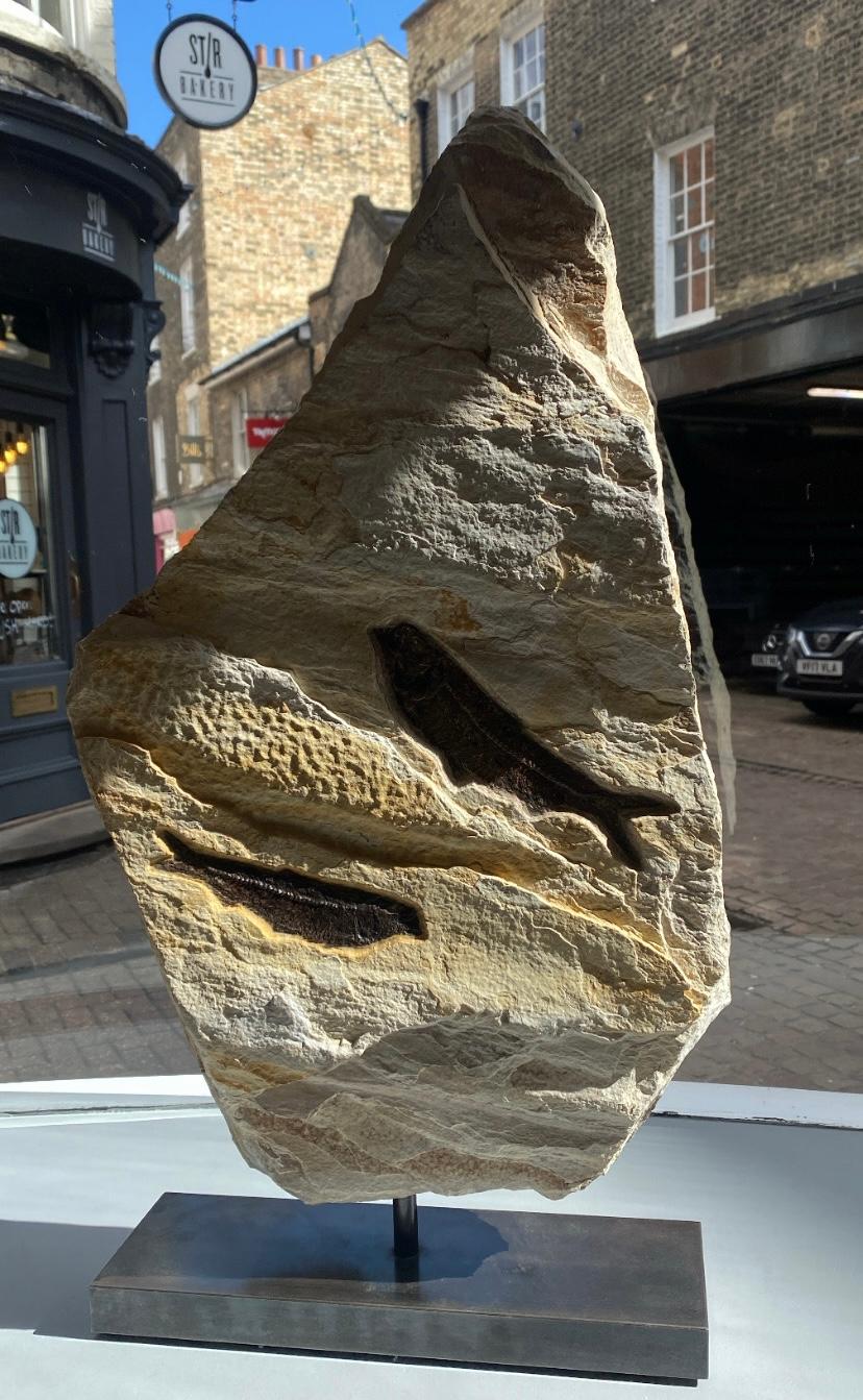 Rotating Fossilised Fish Sculpture For Sale at 1stDibs