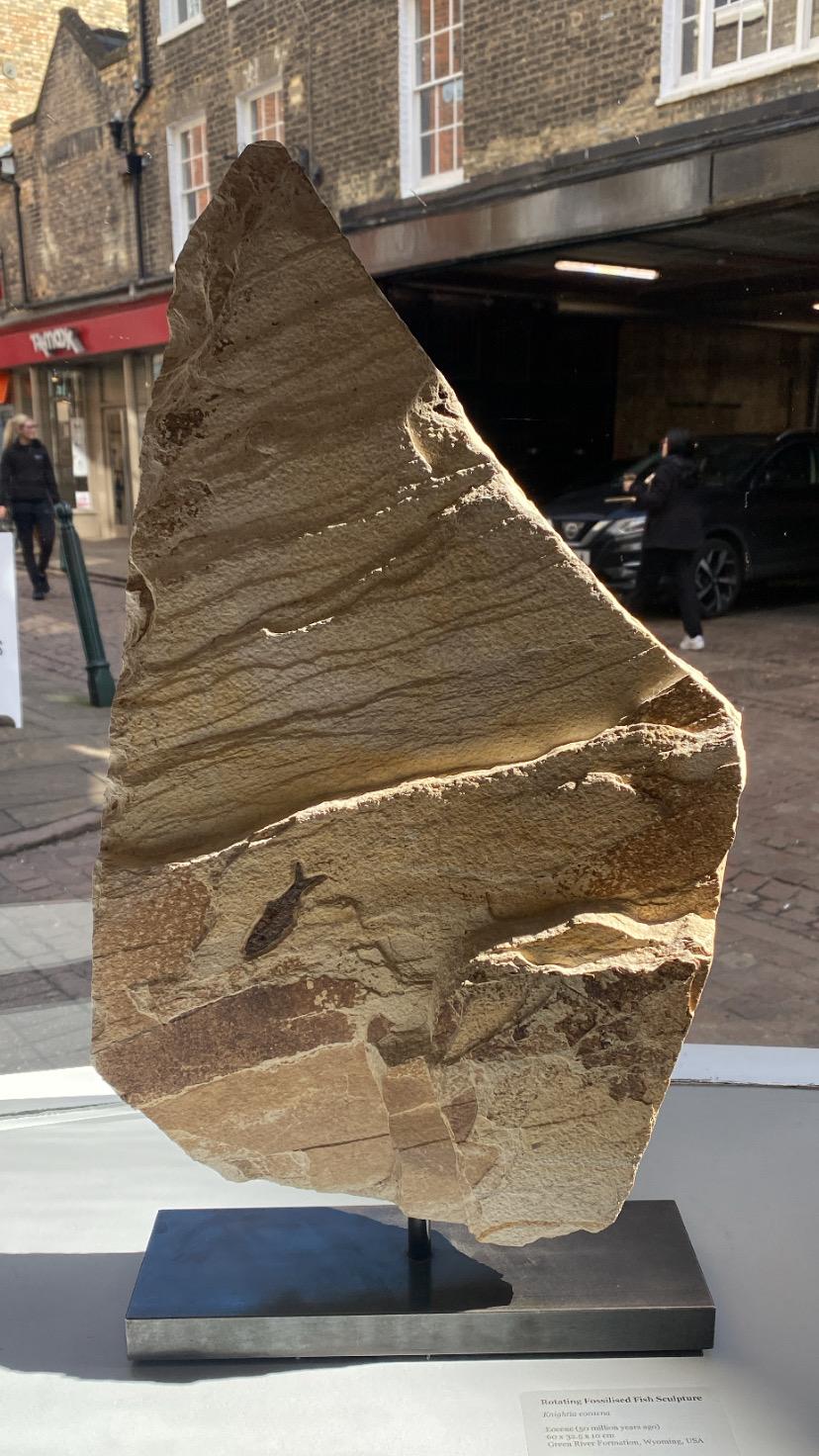 Rotating Fossilised Fish Sculpture For Sale at 1stDibs