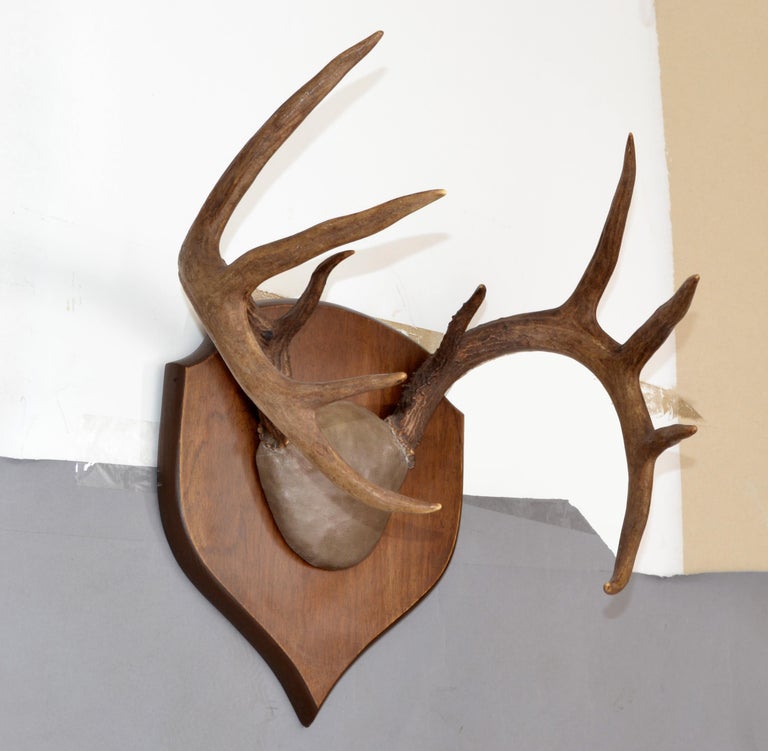 Rustic Taxidermy White Tail Deer Buck Antlers Horns Dark Wall-Mounted ...