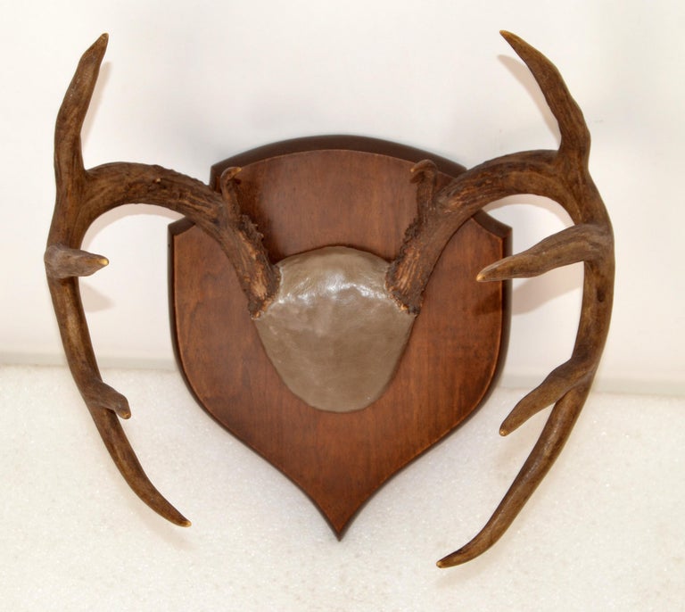 Rustic Taxidermy White Tail Deer Buck Antlers Horns Dark Wall-Mounted ...