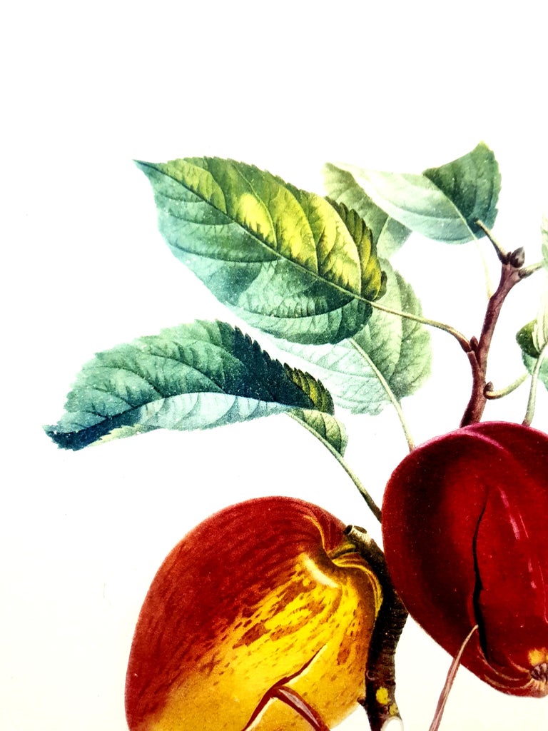 Salvador Dalí­ - Salvador Dali - Apple Dragon - Original Hand-Signed ...