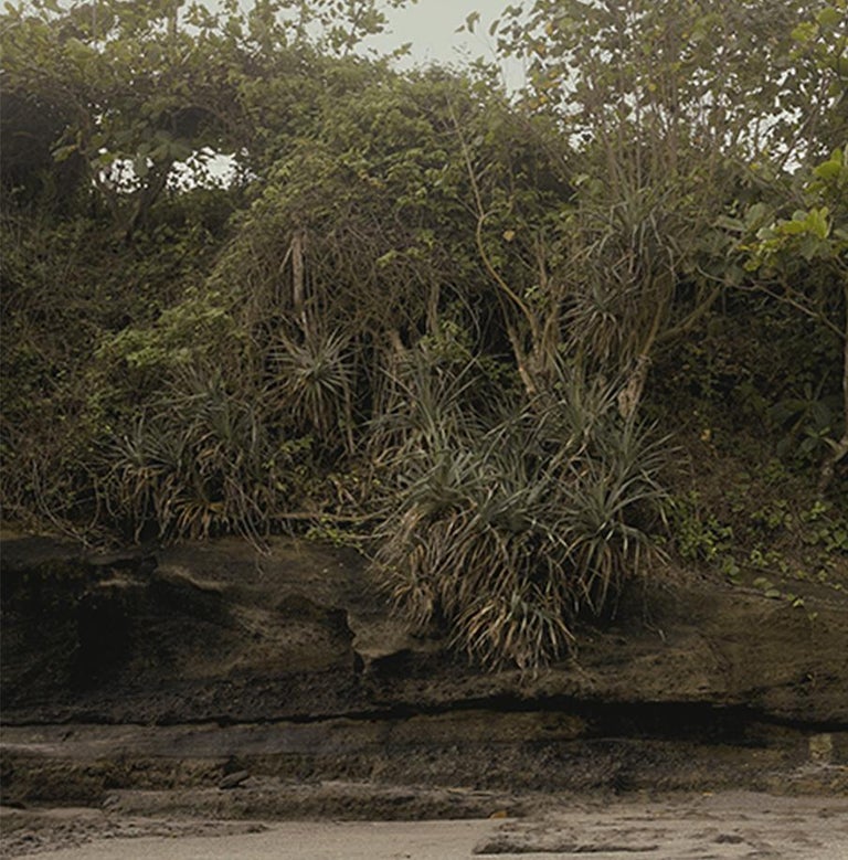 Salvatore Arnone - Forest, From Paranoia series For Sale at 1stDibs
