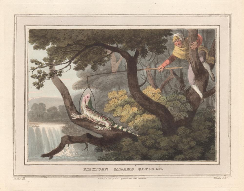 Samuel Howitt - Mexican Lizard Catcher, aquatint engraving field sport ...