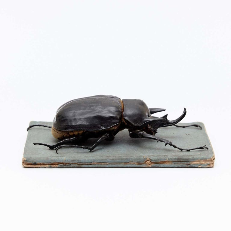 Sandro Contemporary Art Still Life, Protection, 2017 For Sale at 1stDibs