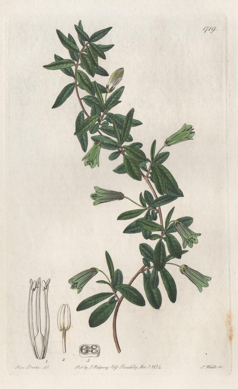 4 19th century Australian native botanical engravings at 1stDibs