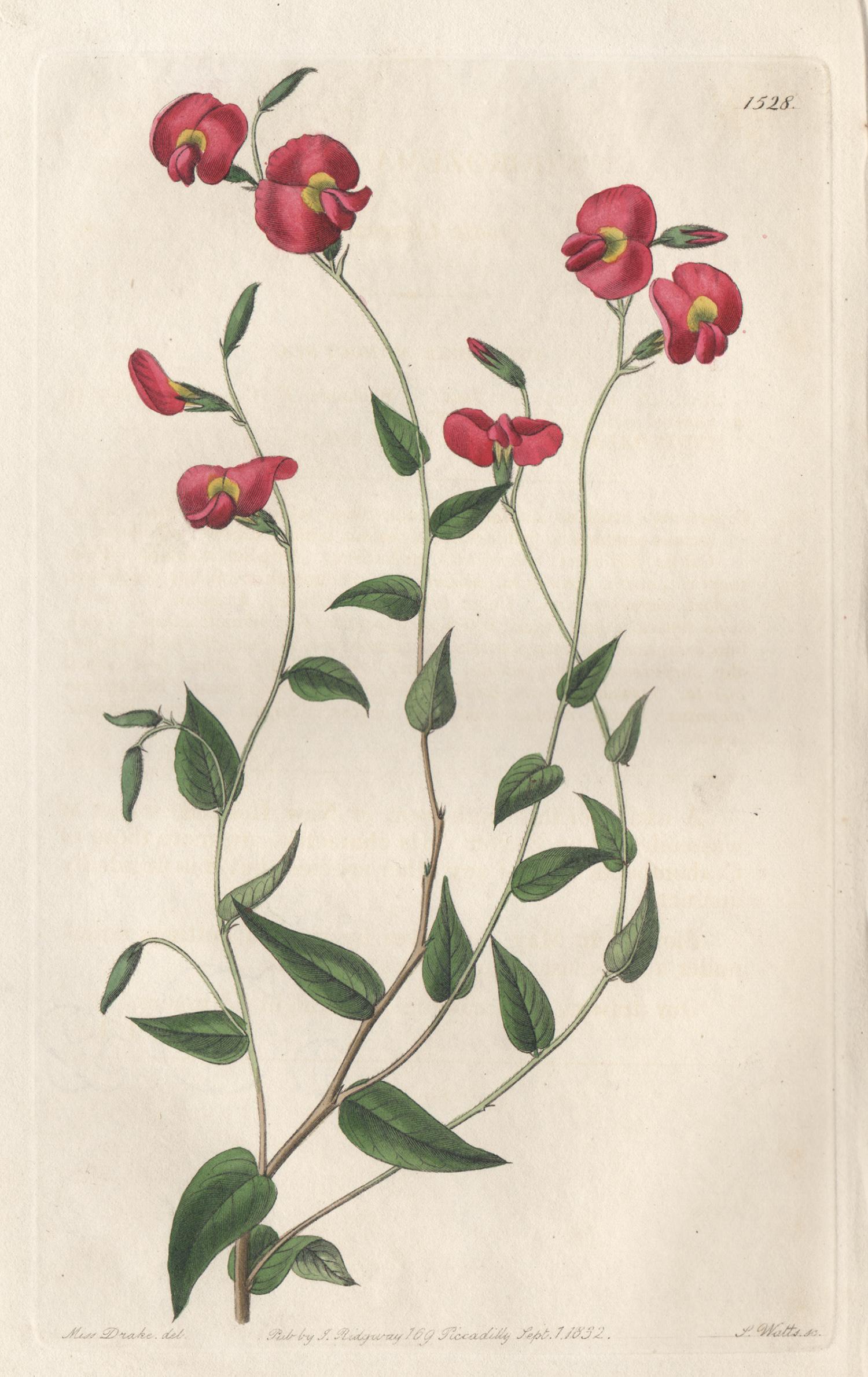 Zichya Villosa, 19th century Australian native botanical engraving at ...