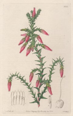 19th Century Botanical Prints - 120 For Sale on 1stDibs | botanical ...