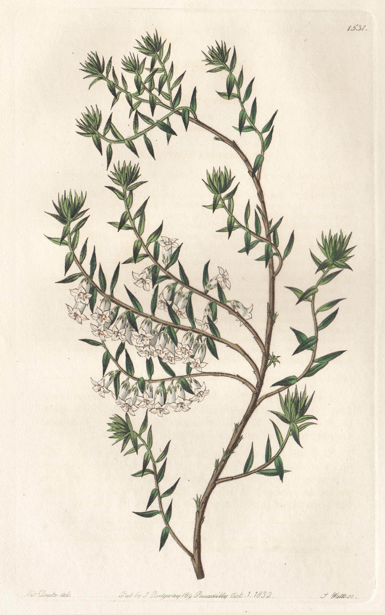 Zichya Villosa, 19th century Australian native botanical engraving at ...