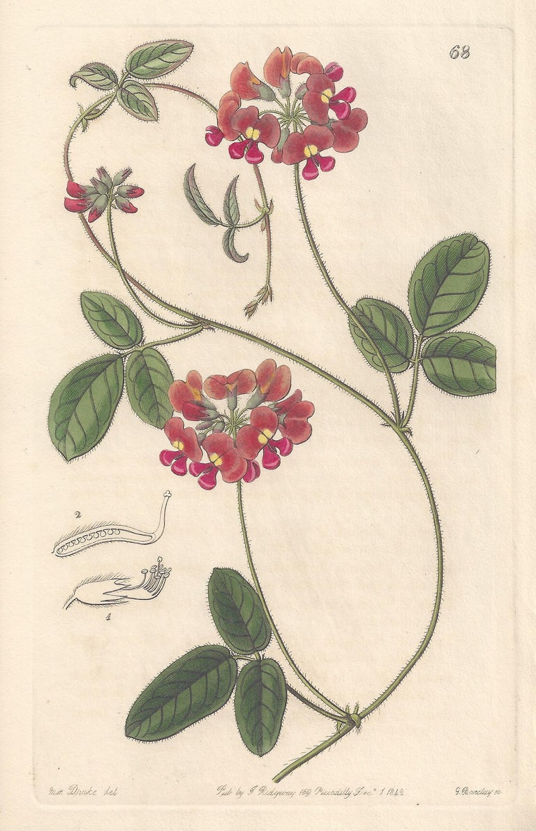 Zichya Villosa, 19th century Australian native botanical engraving at ...
