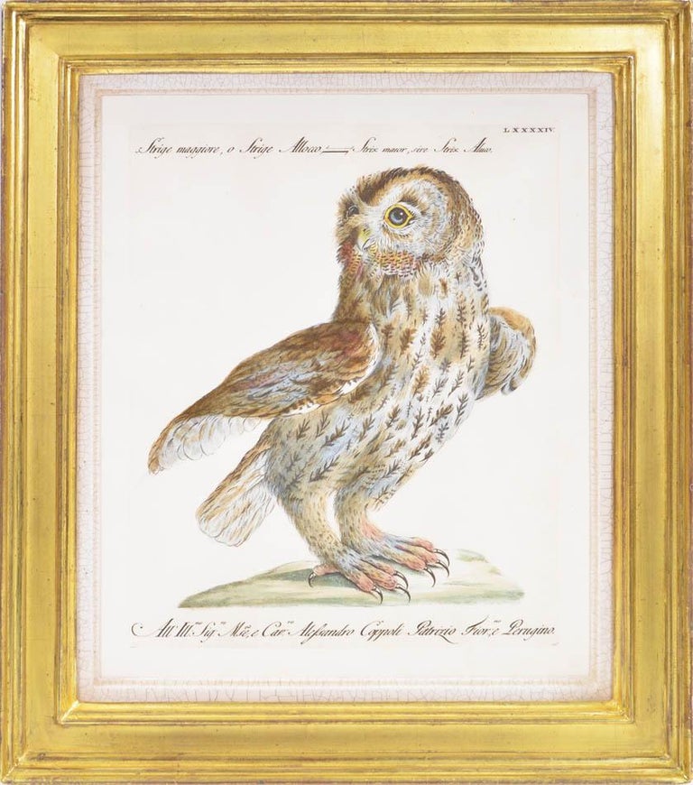 Saverio Manetti - A Group of Six Owls at 1stDibs