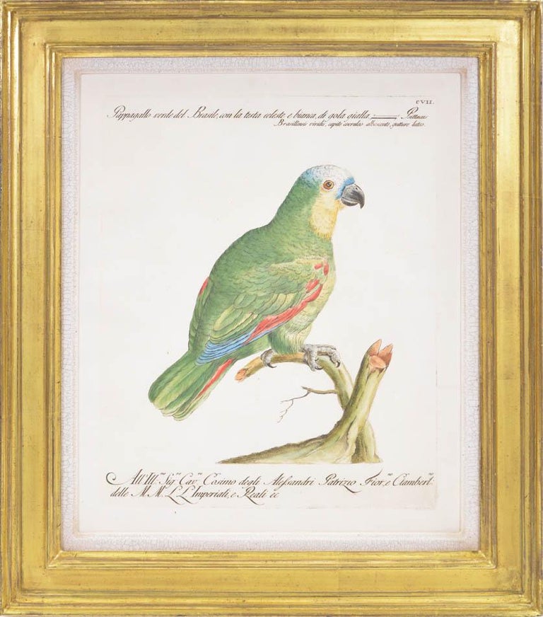 Saverio Manetti - A Group of Six Parrots at 1stDibs