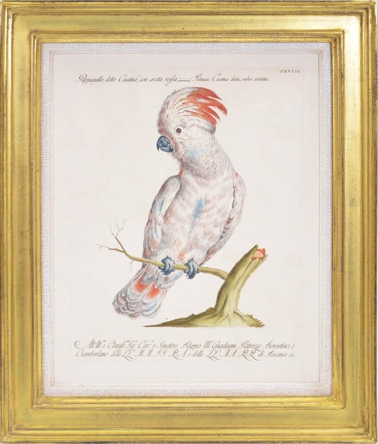 Saverio Manetti - A Group of Six Parrots at 1stDibs